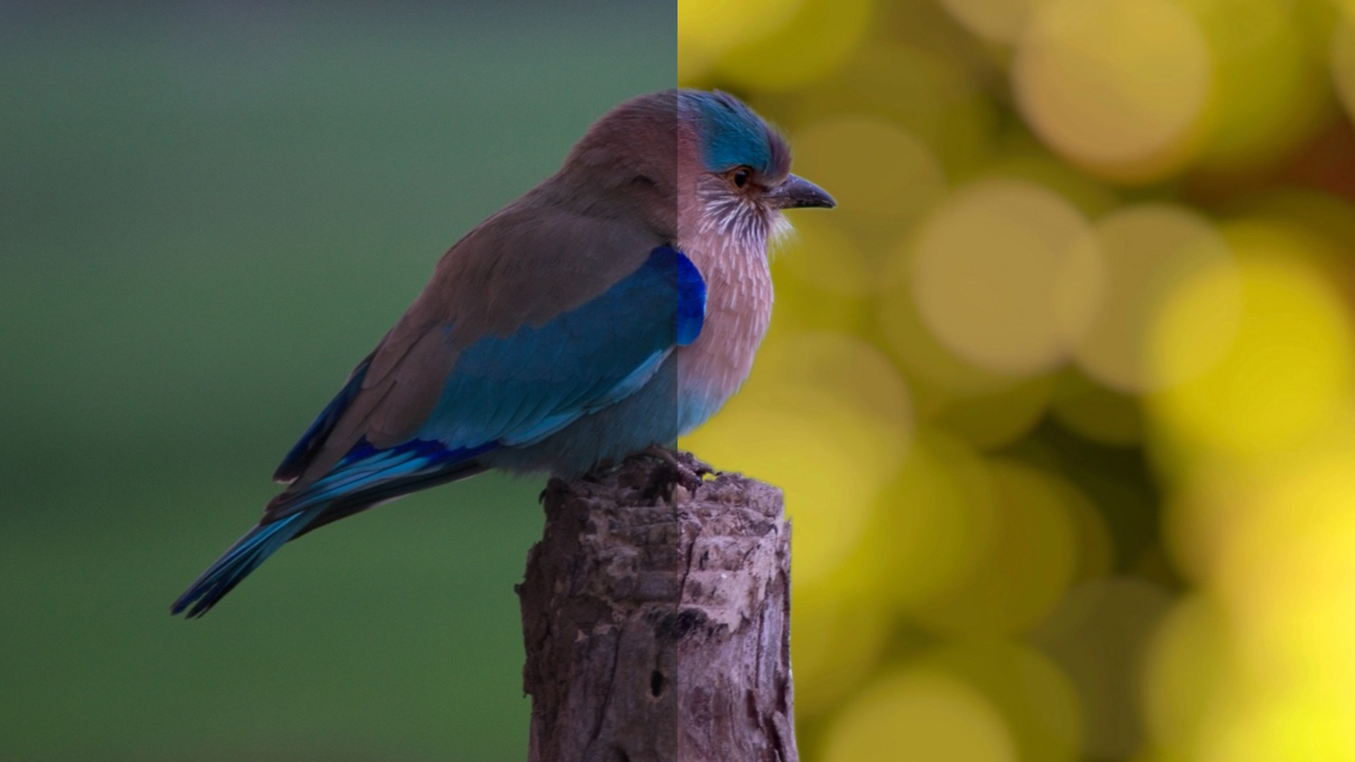 Easily Replace Backgrounds in Photos with ON1 by Dan Harlacher - Layers ...